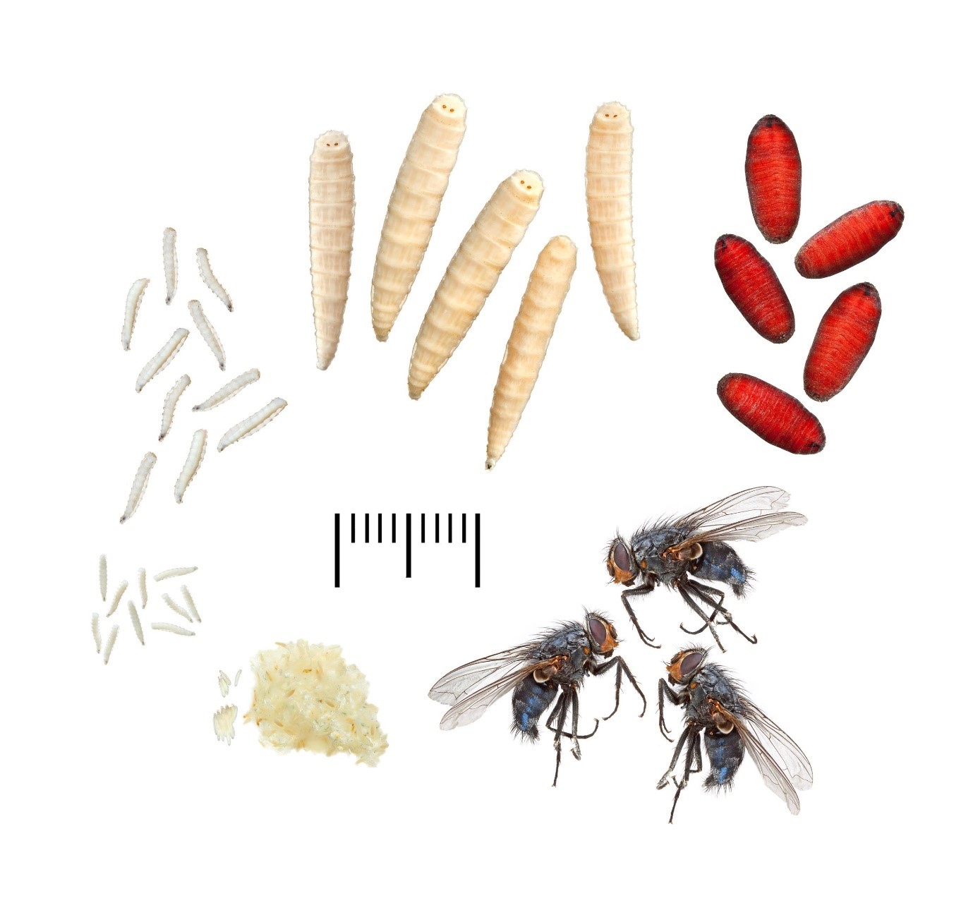 Research Round up 1 Fingermarks Entomology Forens omics FCN research-round-up-1-fingermarks-entomology-forens-omics-fcn